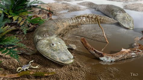 Tiktaalik Roseae Evrim Teorisinin Öngörü Gücü Gösteren Harika Bir Ara