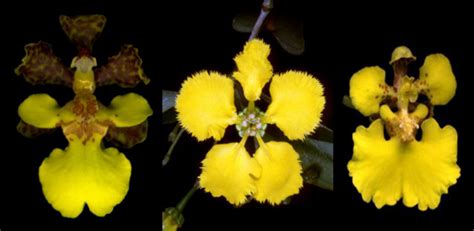 Orchids Dazzling Diversity Explained Science AAAS
