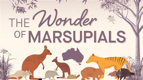 The Wonder Of Marsupials Abc Content Sales