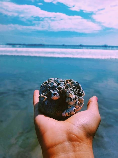 Premium Photo Cropped Hand Holding Barnacles Against Sea