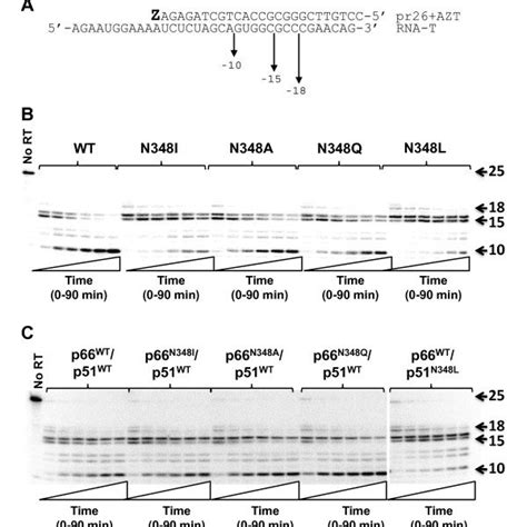 Rnase H Cleavage Activity Of Recombinant Purified Hiv 1 Rt That