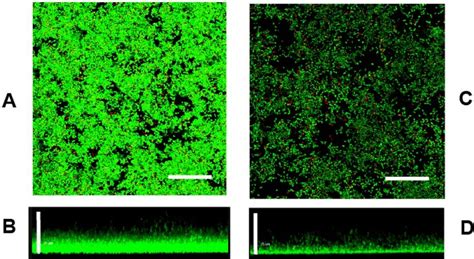 Bacterial Biofilms Observed By Confocal Microscopy Bacteria Are Download Scientific Diagram