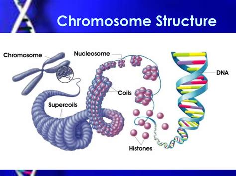 Dna And Rna Chapter Ppt Download