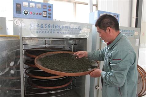 茶山染新綠 信陽毛尖明前茶開採 每日頭條