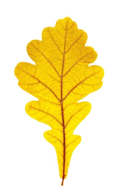 Imágenes De Roble Amarillo Descarga Gratuita En Freepik