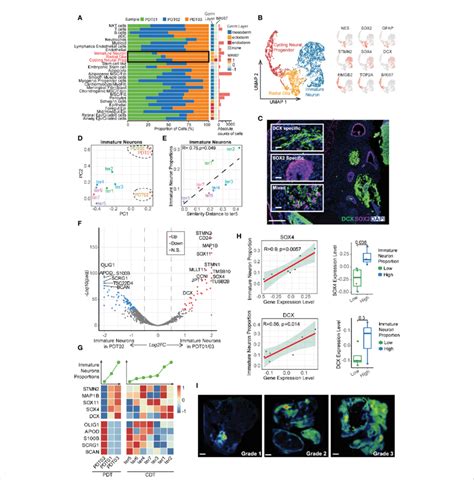 Characteristics Of Neuroectodermal Cell Types Of Pdt And Cdt A The