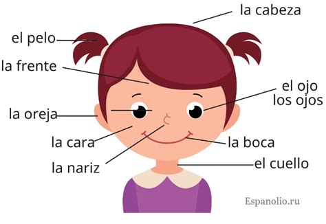 Части тела на испанском языке с переводом | Espanolio.ru