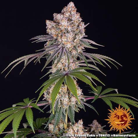 Ice Cream Cake Weed Strain Barneys Farm Samen
