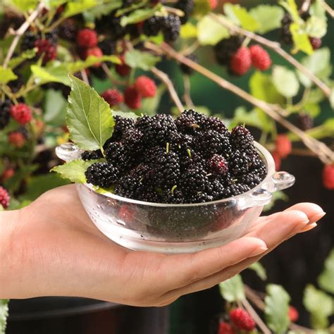 Mulberry Dwarf Bush Mojo Mr Middleton Garden Shop