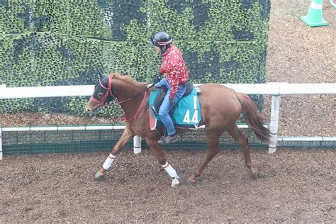 【今日の注目新馬】カルミネイションは仕上がり早 菱田裕二騎手「態勢は整っている」／函館5r｜競馬ニュース｜競馬予想のウマニティ
