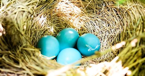 How Long Does It Take For Bird Eggs To Hatch Omg Birds