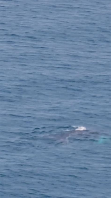 Incredible Moment Humpback Whale Swims Off Devon Coast Devon Live
