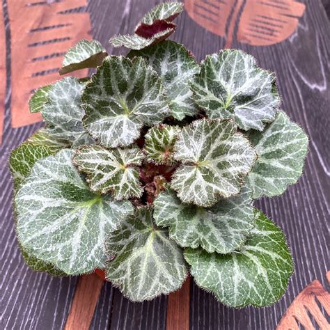 Saxifraga Stolonifera Barba Jidanului D12 Floraria Secret Garden Sg