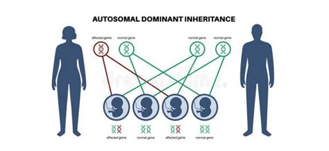 Autosomal Recessive Inheritance Stock Vector Illustration Of Offspring Female 319969491