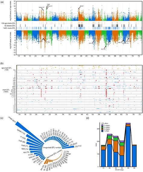 Deciphering Genetic Basis Of Developmental And Agronomic Traits By Integrating High‐throughput