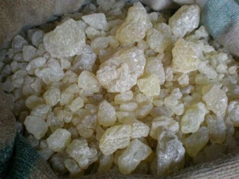 Product Getah Damar Mata Kucing