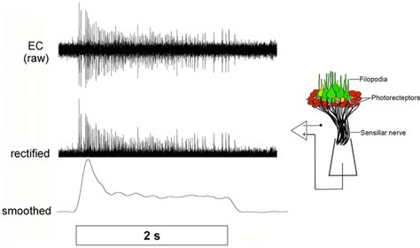 Raw Extracellular Recording EC Top Trace Of A Representative Download Scientific Diagram