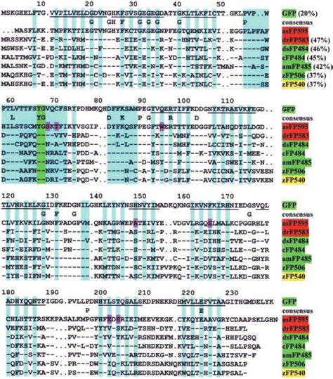 Sequence Comparison Of Gfp And Gfp Like Fluorescent Proteins The