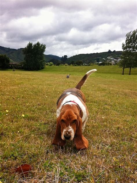 Basset Gallery February 2012 Domestic Executive
