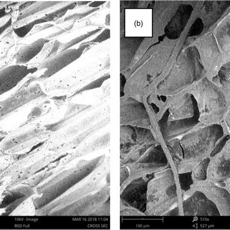 Sem Image Of Cross Sectional Area Of Xylem Tissue A Before