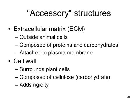 Ppt Biomembrane Structure And Function Powerpoint Presentation Free