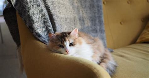 Yesterday My Cat Died Album On Imgur