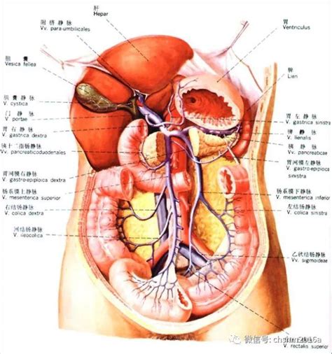 肝脏超声解剖应用 知乎