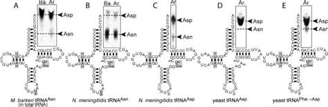 A E Identification Of The Archaeal Trnaasn Transamidation Identity