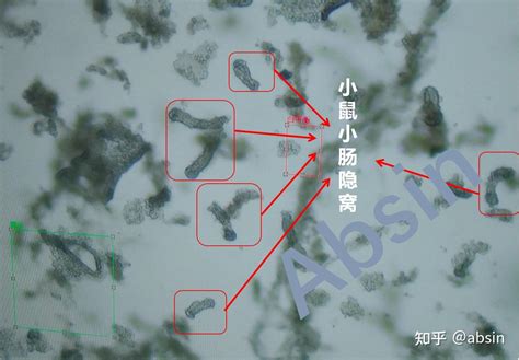 第十期类器官培训班精彩回顾 知乎