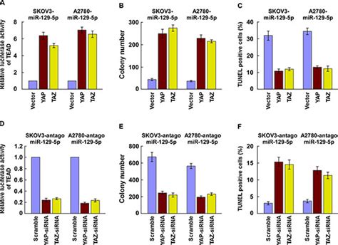 A Novel Role For Microrna 129 5p In Inhibiting Ovarian Cancer Cell