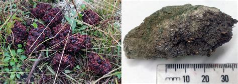 Fruit Seed Dispersal Digital Atlas Of Ancient Life