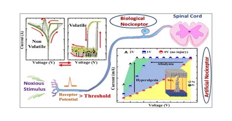 Reconfigurable Low Power Tio2 Memristor For Integration Of Artificial Synapse And Nociceptor