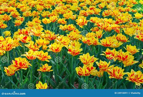 Fiore giallo e rosso immagine stock. Immagine di foglio - 24910091