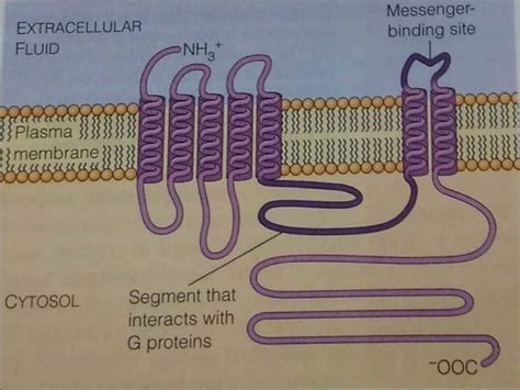 Cell Signalling Intracellular Extracellular Pathway Ppt