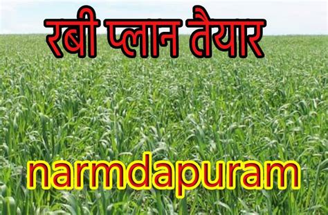 बंपर उत्पादन का रबी प्लान तैयार संभाग में 897 लाख हैक्टेयर में होगी