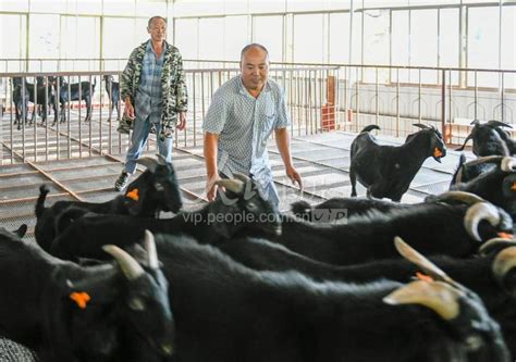 湖南道县：黑山羊成了致富“领头羊” 人民图片网