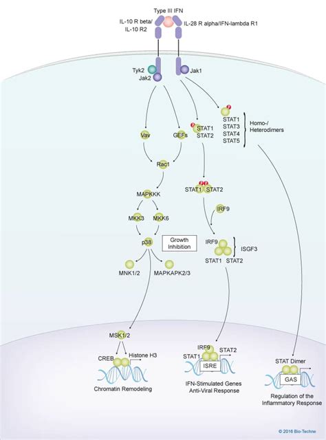 Type Iii Interferon Signaling Pathways Randd Systems