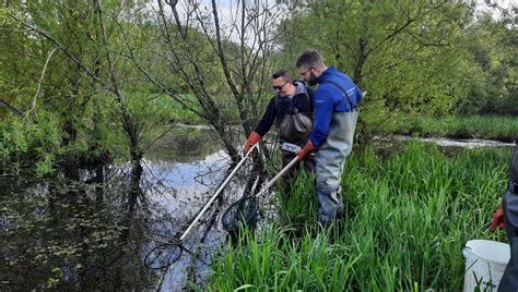 Pêche Du Brochet Le Constat Alarmant De La Fédération De Loire
