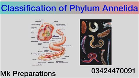 Classification Of Phylum Annelida Classes Of Phylum Annelida Detailed