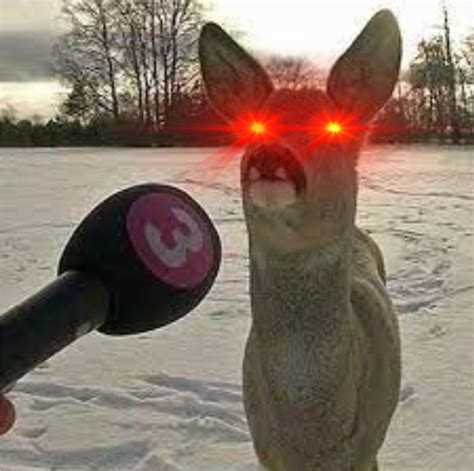 Angry Deer Blank Template Imgflip