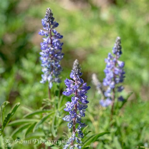 Silvery Lupine Aomi3 Now