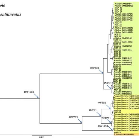 Phylogenetic Tree Reconstruction Based On Neighbor Joining NJ