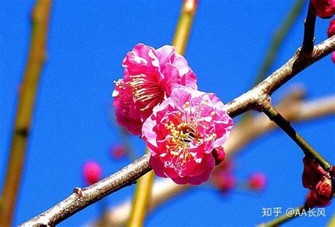 城南小陌又逢春，只见梅花不见人 知乎