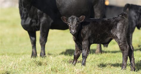 Crystalyx Shortening The Calving Interval