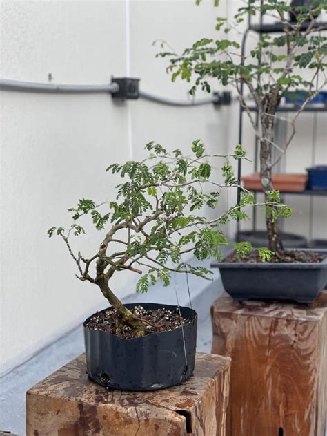 Fukinagashi Windswept Style Brazilian Rain Tree First Styling Rbonsai