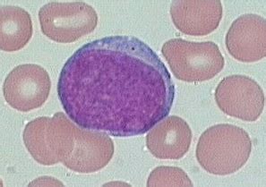 SJH Hematology Lecture 6 Leukocytes And Leukopoiesis Flashcards Quizlet