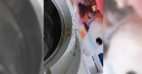 「蟲蟲危機」螞蟻蛋佈滿熱水瓶口 連這些電器也遭殃！網：「噴了我滿臉⋯⋯」 生活 Ctwant