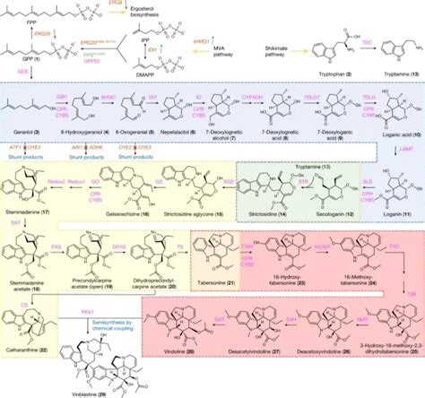 Nature最新研究由重编程酵母酿造的抗癌药物 长春花碱 转译 转化医学网 转化医学核心门户