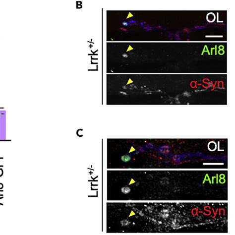 Lrrk Regulates Axonal Transport Of Arl8 Positive Vesicles A