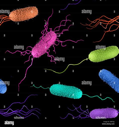 Monotrichous Flagella Hi Res Stock Photography And Images Alamy